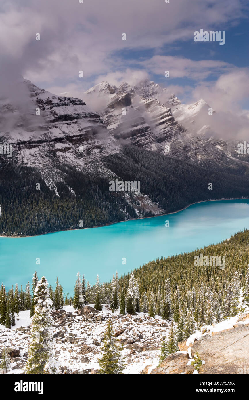 Elevated view over Peyto Lake which is coloured by glacial silt in ...