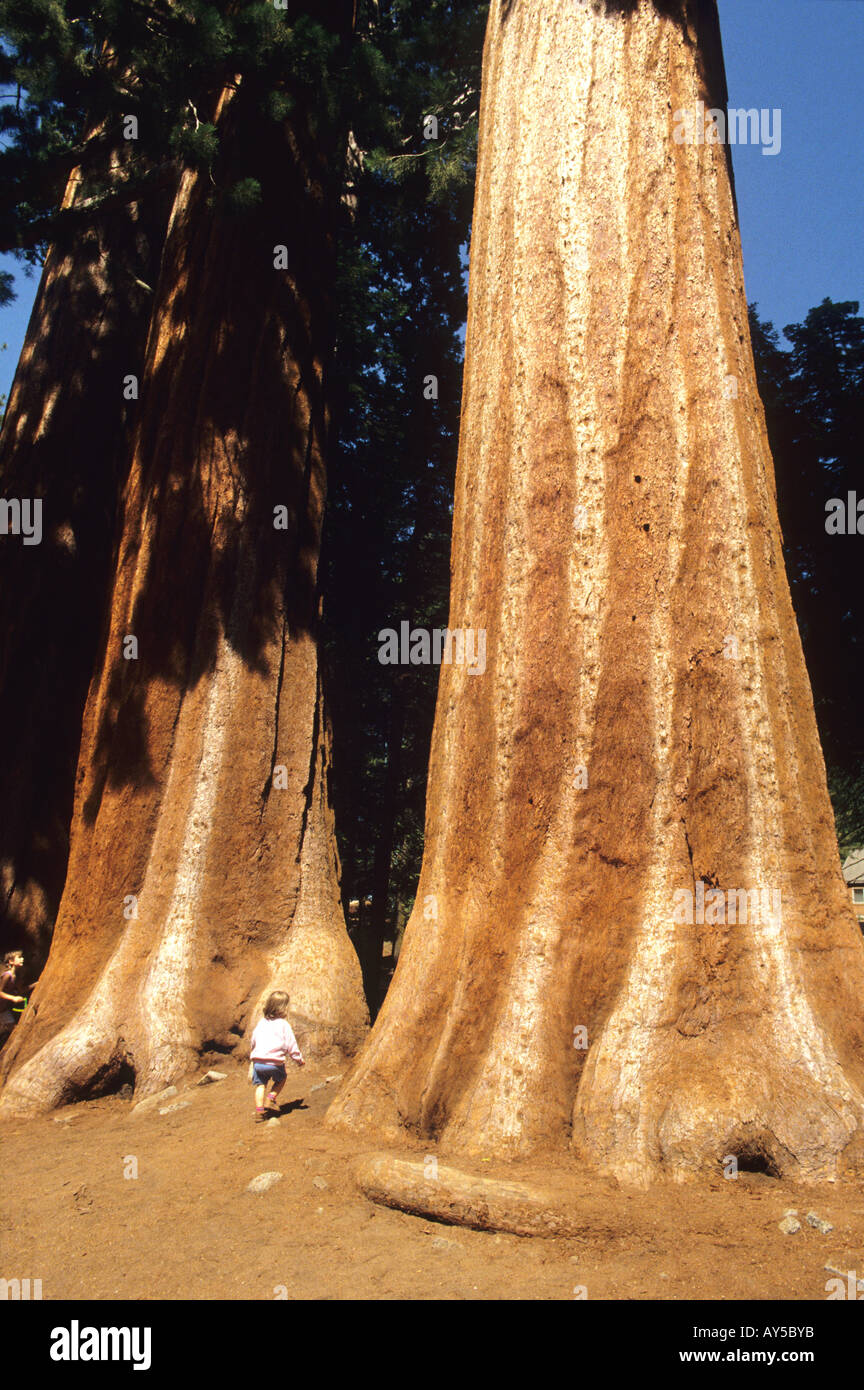 USA National Park Sequoia Stock Photo - Alamy