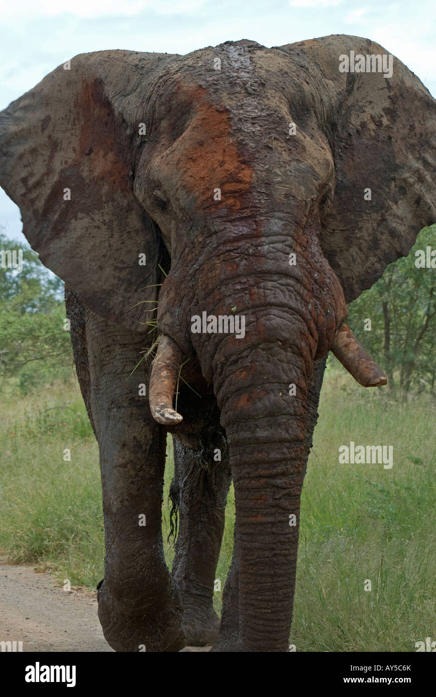 A huge bull African elephant walking through the bush Stock Photo - Alamy