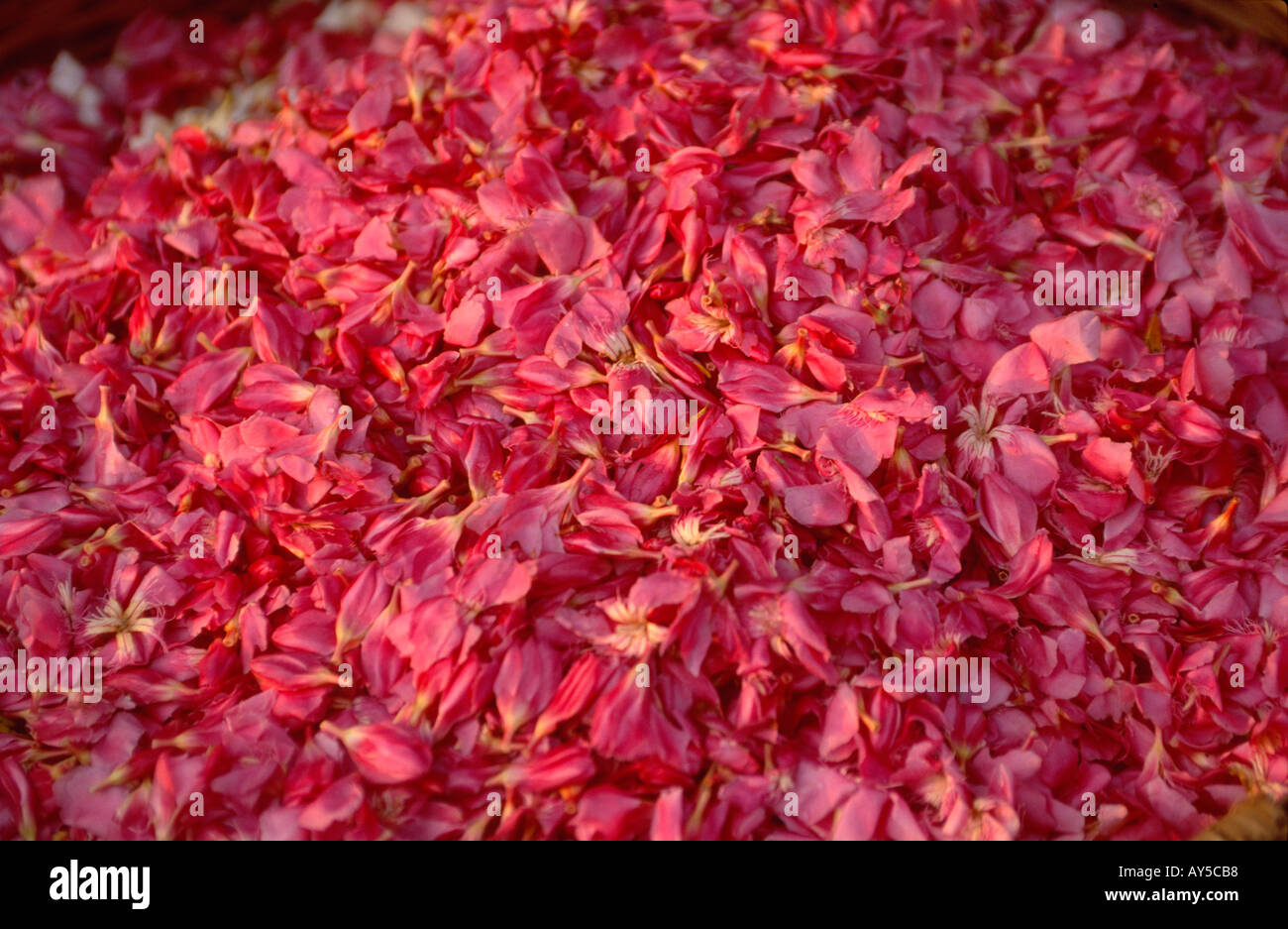 Kerala trivandrum flowers hi-res stock photography and images - Alamy