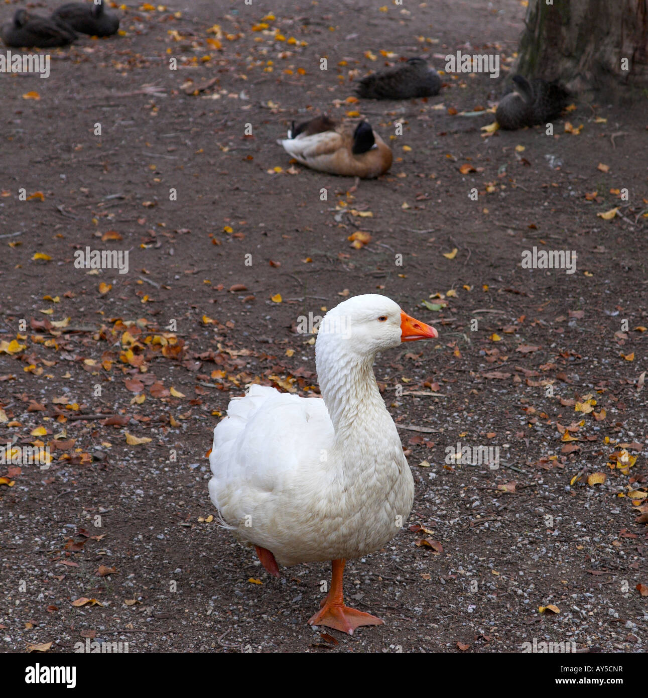 A close up of a goose Stock Photo - Alamy