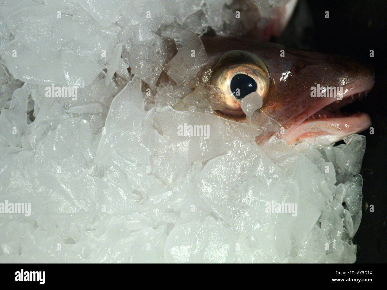 Cornwall fish on ice Stock Photo - Alamy