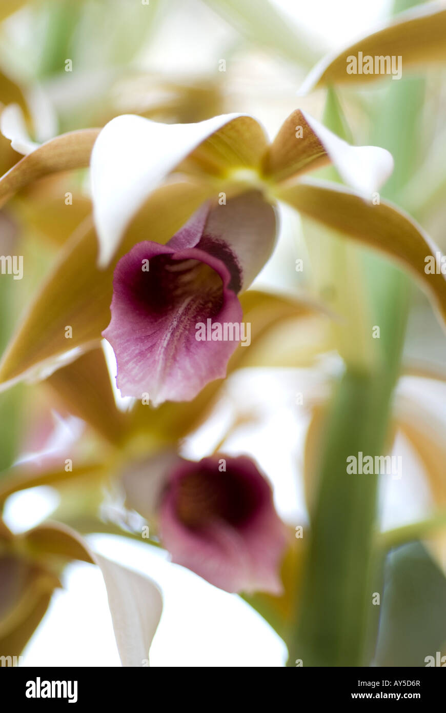 Caramel flower hi-res stock photography and images - Alamy