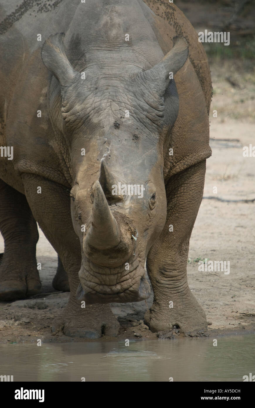 A front-on portrait view of a white rhino drinking at a waterholre in ...