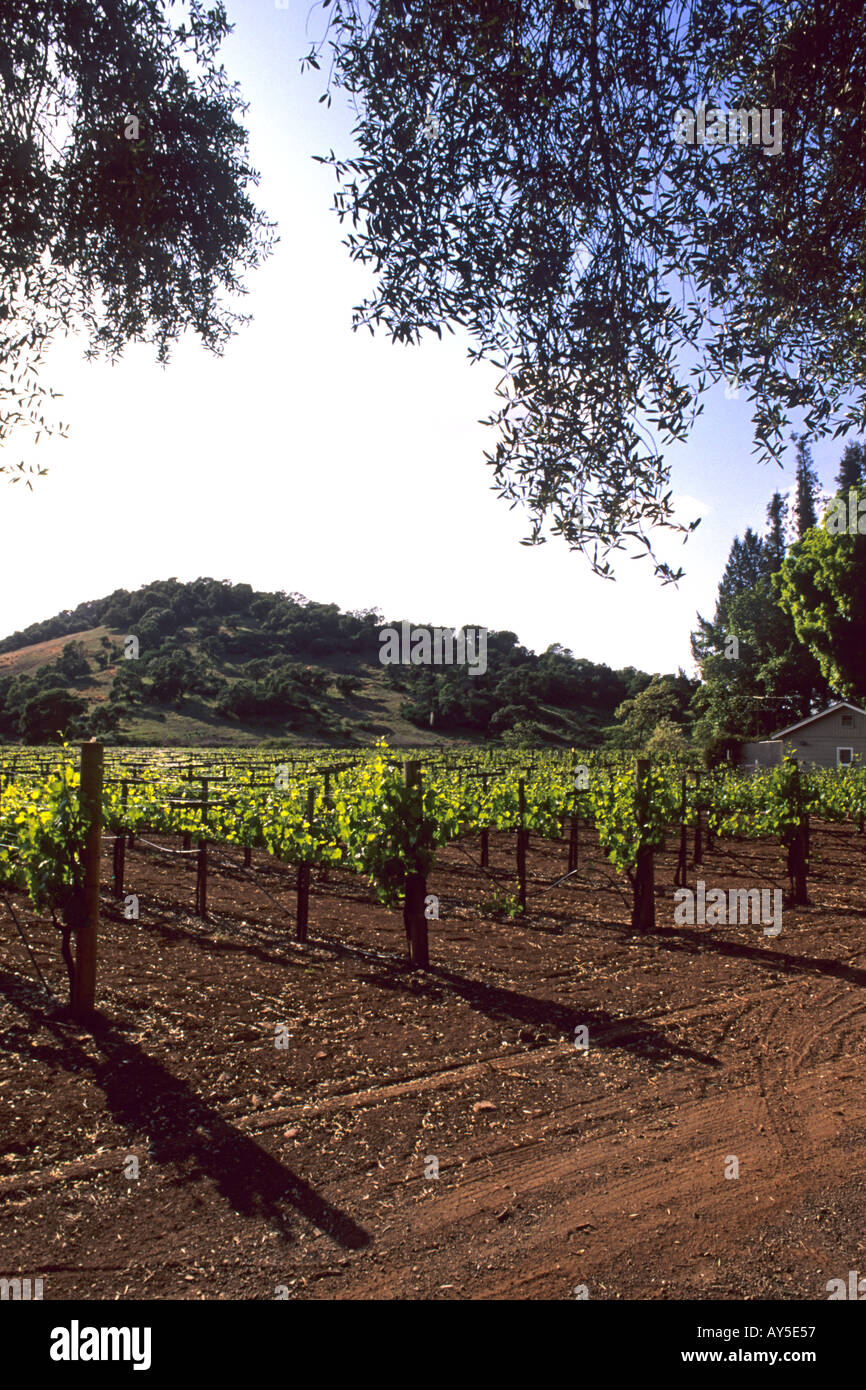 Beautiful Wine Vineyards Silverado Trail Napa Valley California Stock ...
