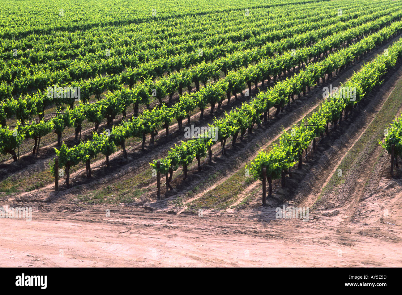 California Vineyards, History High Resolution Stock Photography and ...