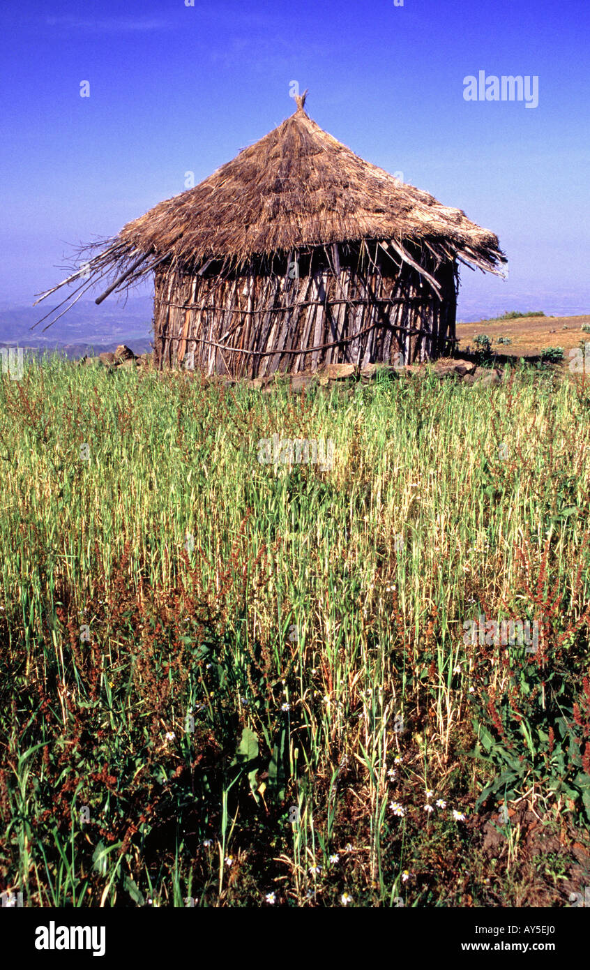 Typical farm hut beside crops in the highlands above the toen of ...