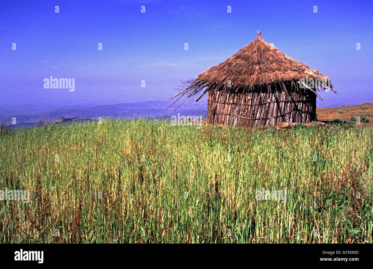 Typical farm hut beside crops in the highlands above the town of ...