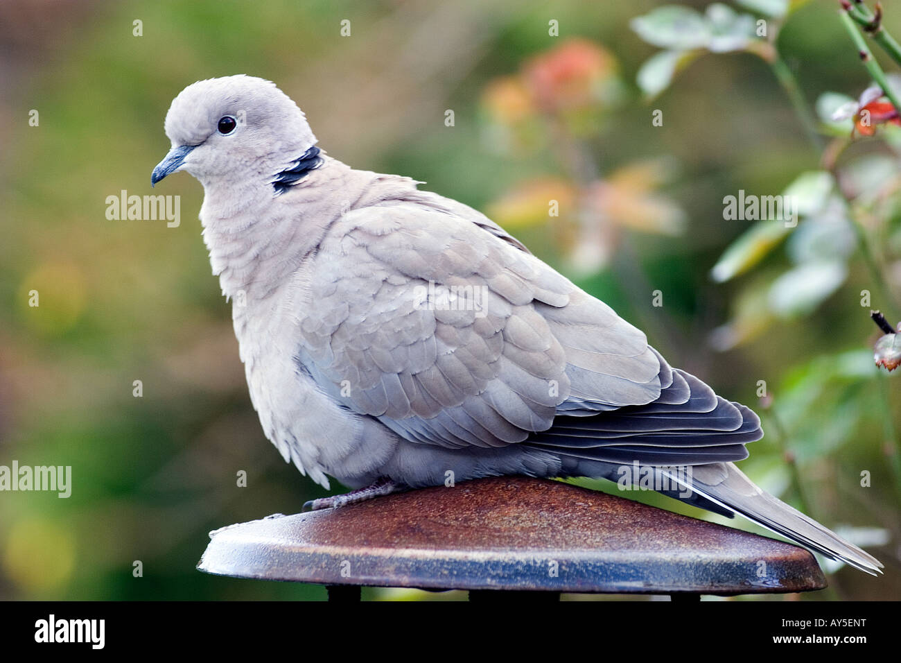 Collared dove roosting hi-res stock photography and images - Alamy