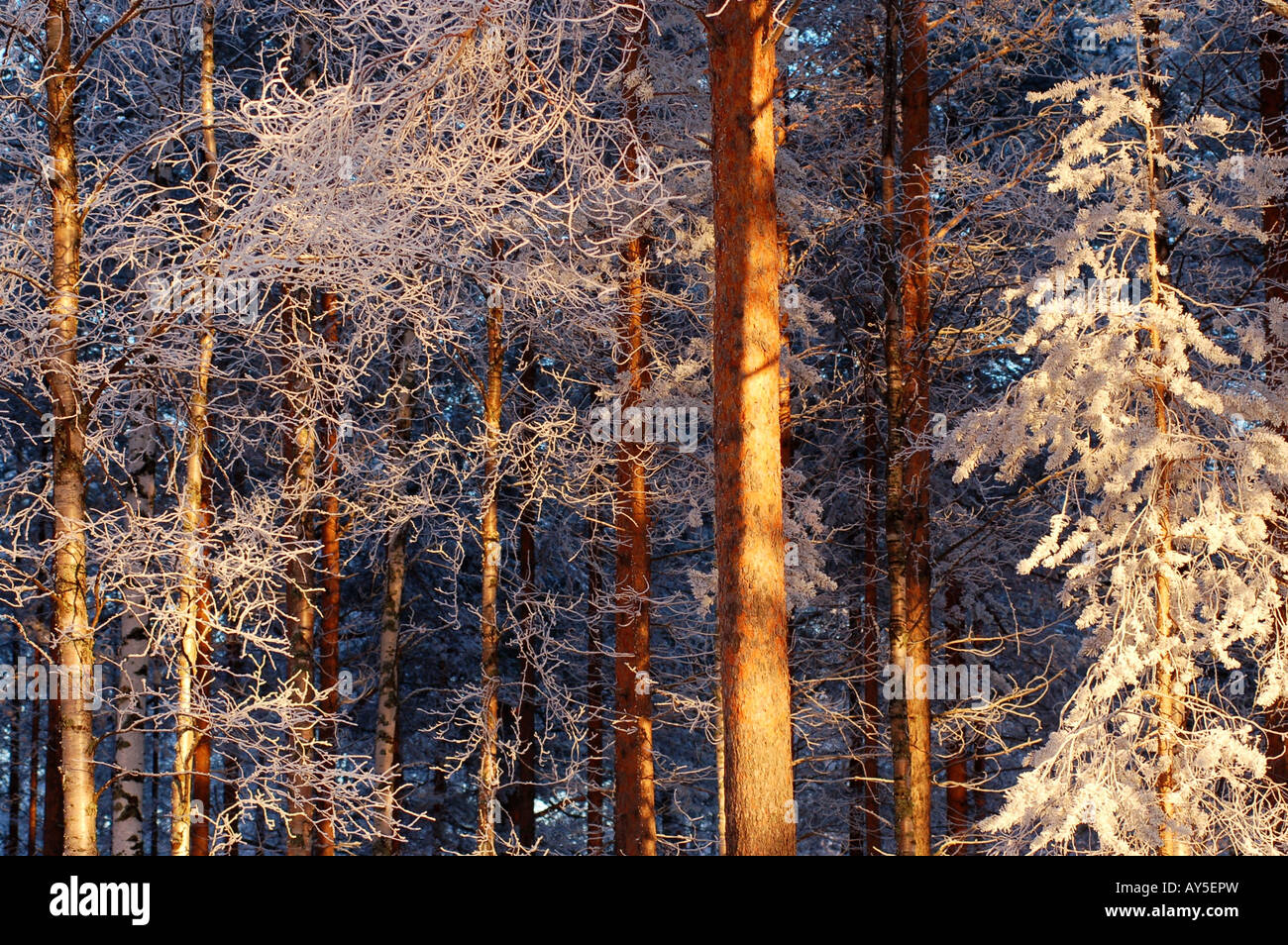 Lappland finnland red hi-res stock photography and images - Alamy
