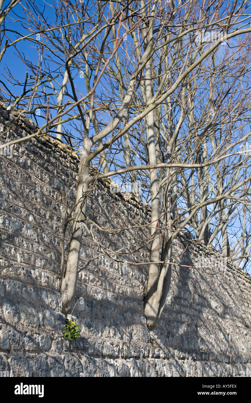Young trees growing in stone wall crevices. Jeunes arbres poussant dans ...