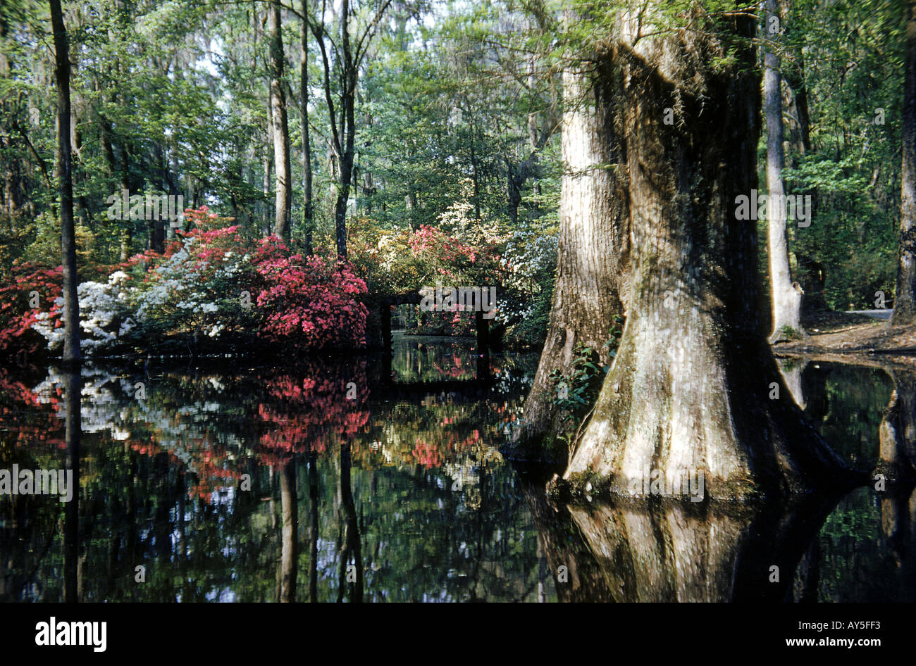 Florida cypress gardens hi-res stock photography and images - Alamy