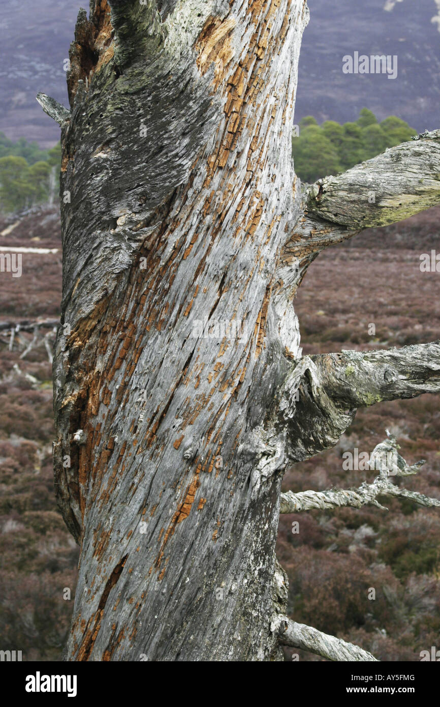 An old twisted Scot's Pine tree, Pinus sylvestris in the Grampians ...