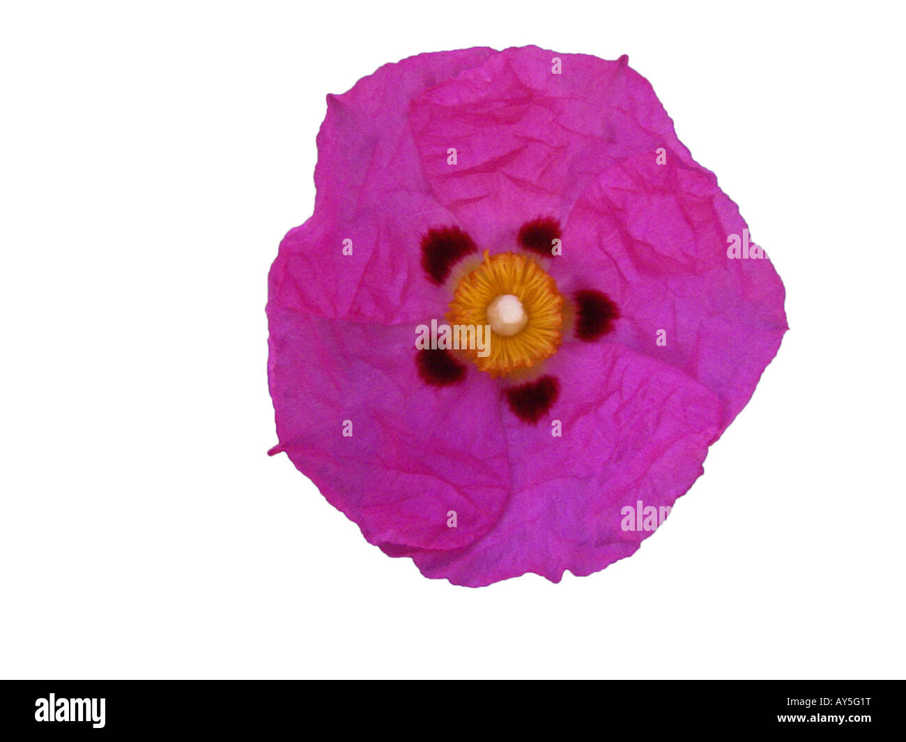 Rock Rose Cistus X Purpureus High Resolution Stock Photography and ...