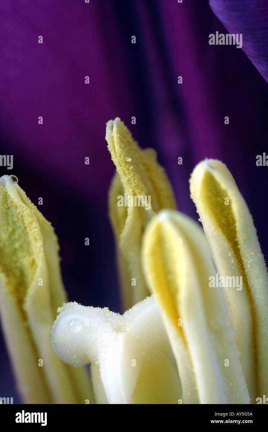 Pink tulip showing pistil and stamen Stock Photo - Alamy