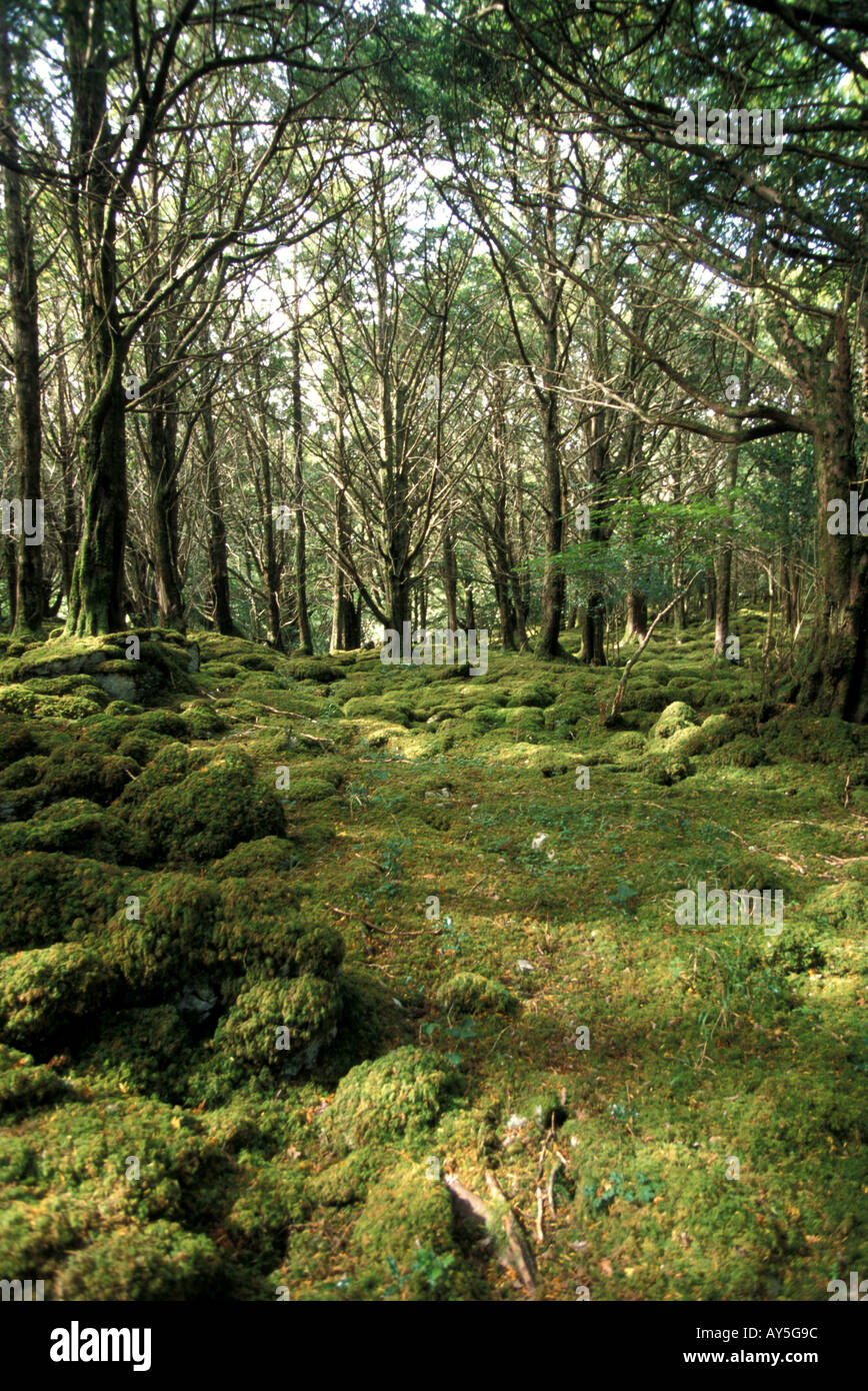 Ireland Killarney National Park deserted forest with green trees moss ...