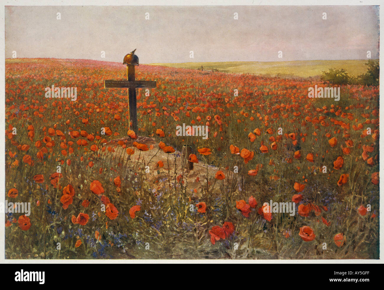 Ww1 Poppy Quotes