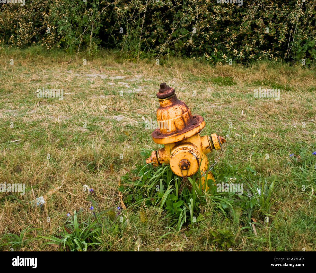 Old yellow rusted fire hydrant tilted with overgrown weeds and flowers ...