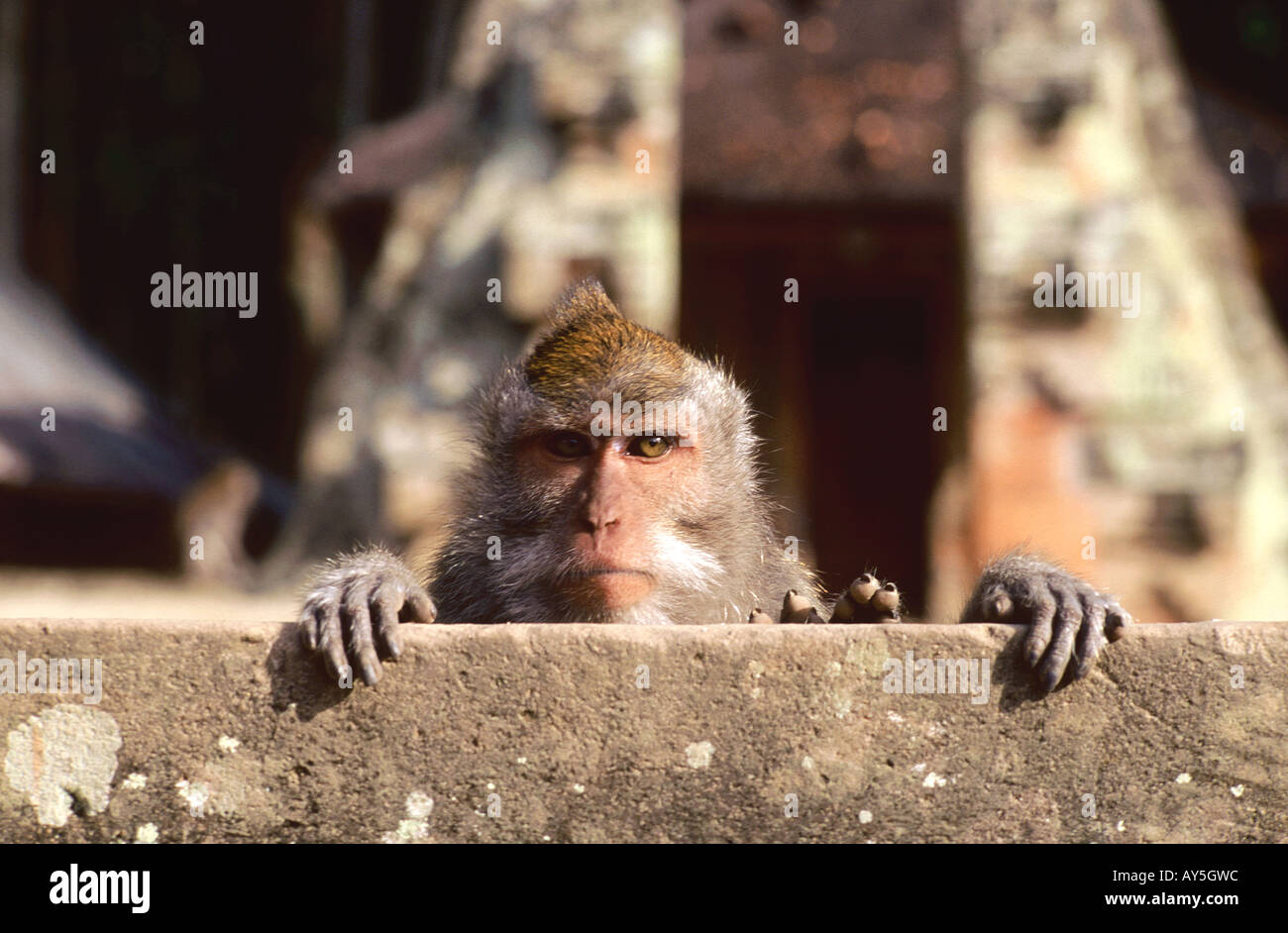 Indonésie Bali Forêt des singes Stock Photo - Alamy