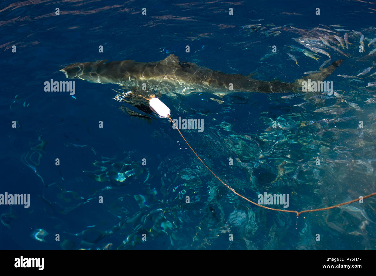Shark Circling Stock Photos & Shark Circling Stock Images - Alamy