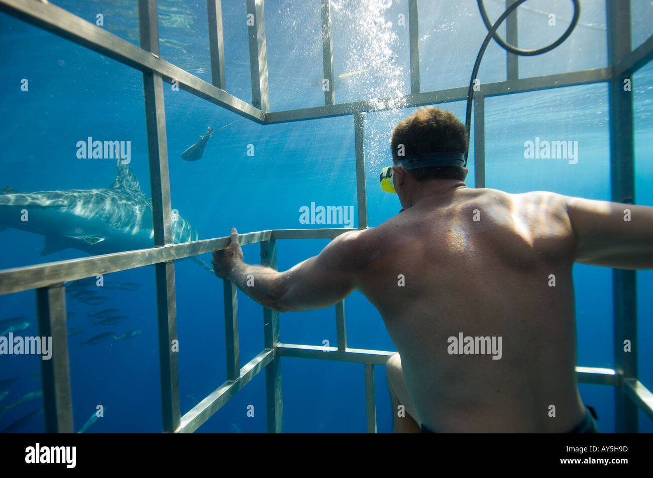 A diver in a cage watching a Great White Shark, Guadalupe Island ...