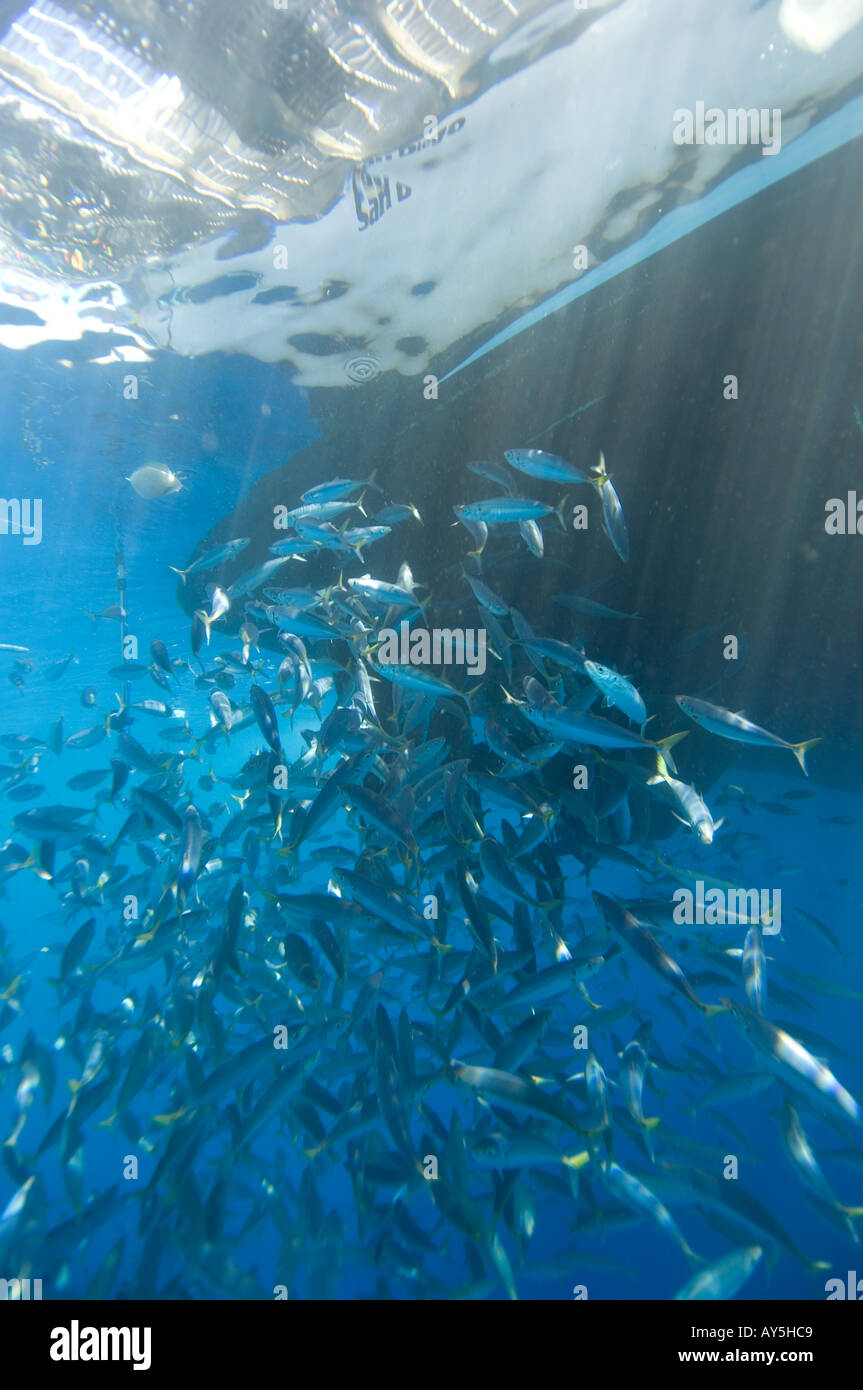 Fish under hi-res stock photography and images - Alamy