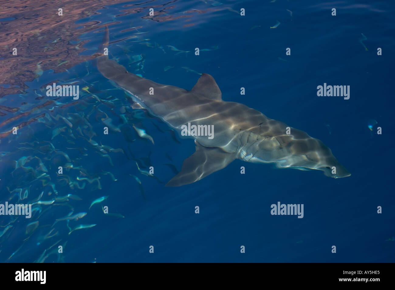 Great White Shark From Below
