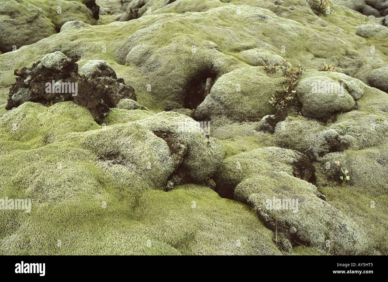 Islande mousse lichen roche volcanique Stock Photo - Alamy