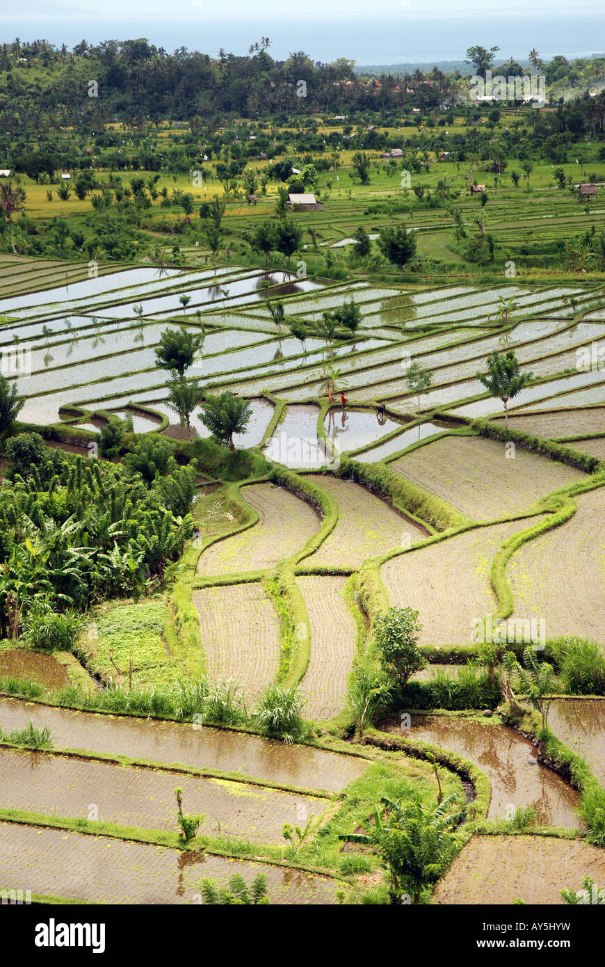 Rice paddies on Bali, Indonesia Stock Photo - Alamy