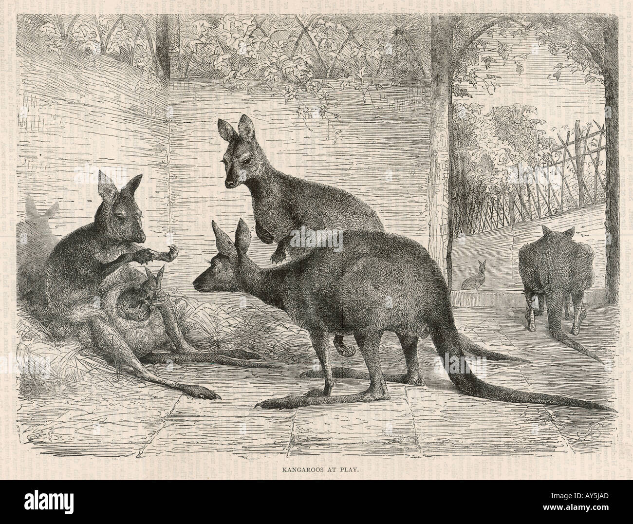 Zoo history hi-res stock photography and images - Alamy