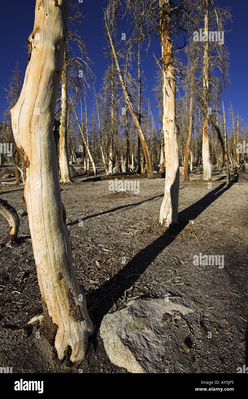 Dead and dying trees caused by natural emissions of carbon dioxide gas ...