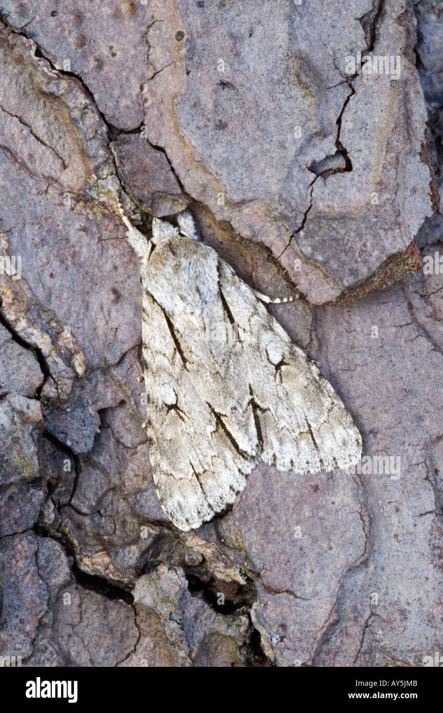 GREY DAGGER MOTH ACRONICTA PSI Stock Photo - Alamy