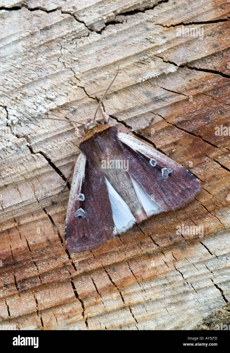 Flame shoulder moth hi-res stock photography and images - Alamy