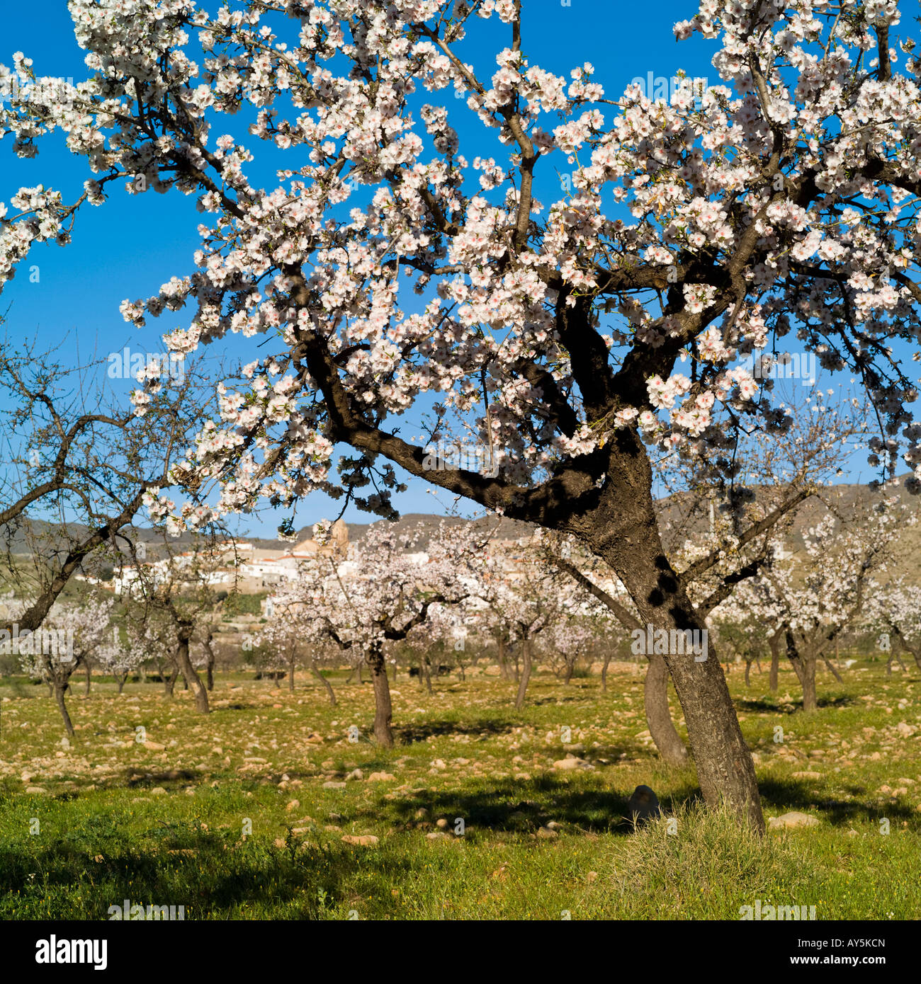 Field of almond trees in blossom, southern Spain Stock Photo - Alamy