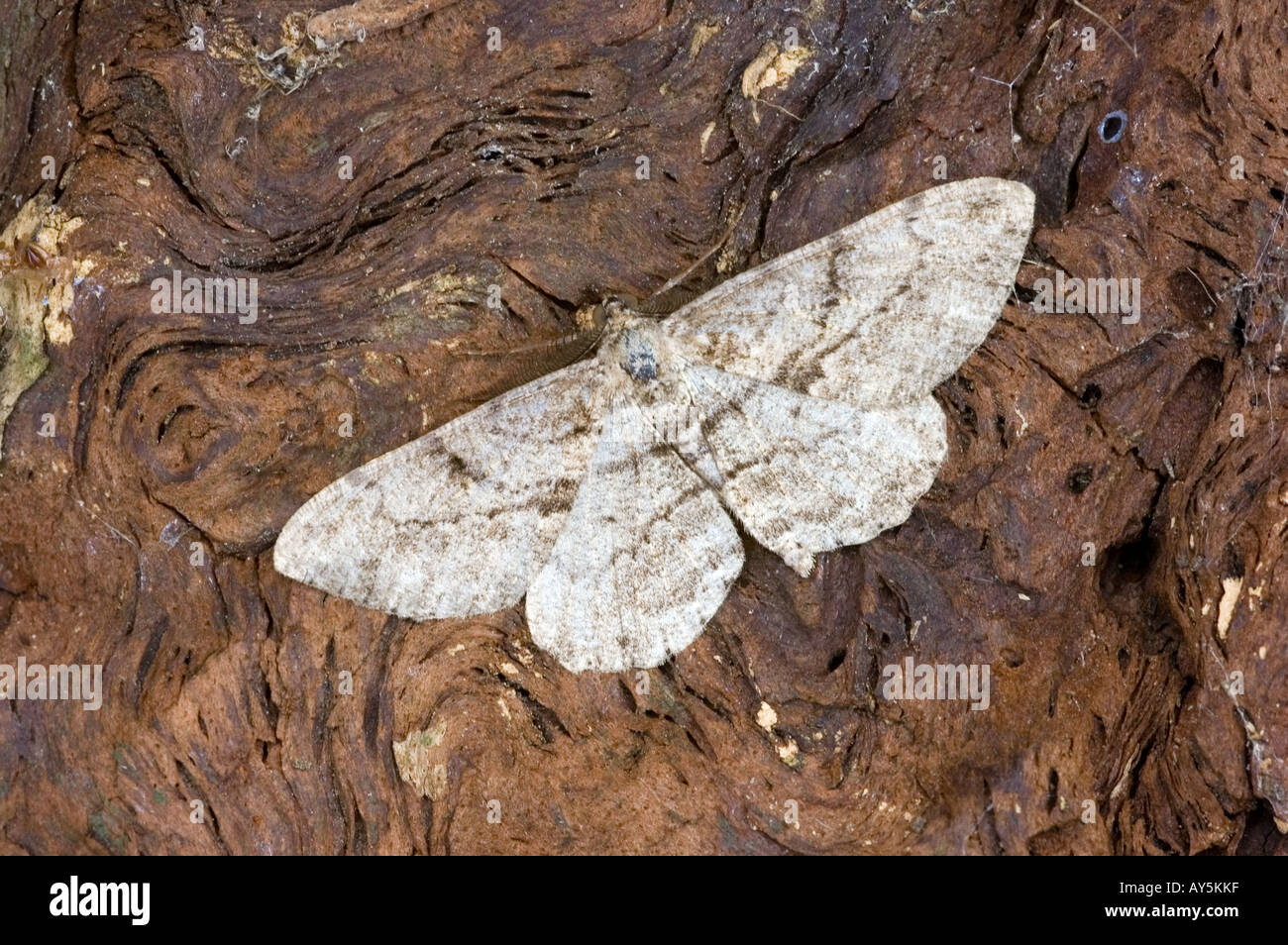 Oak beauty moth hi-res stock photography and images - Alamy