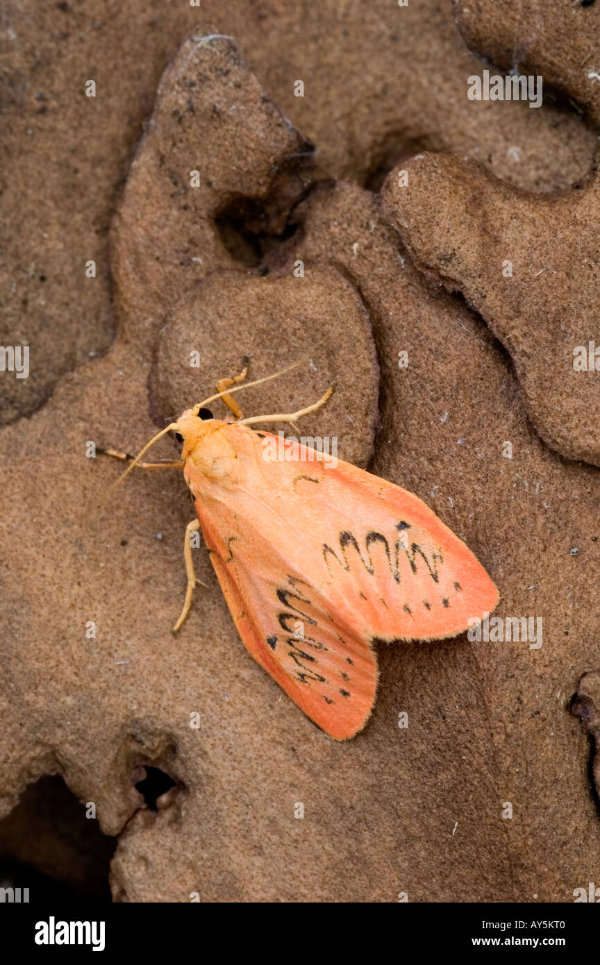 Rosy footman moth hi-res stock photography and images - Alamy