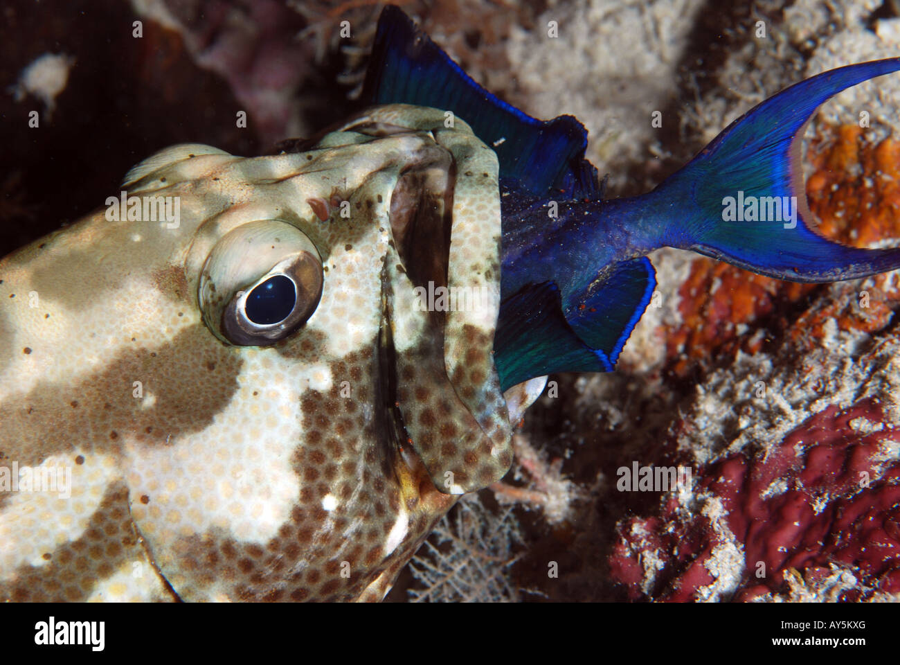 Grouper eating a blue triggerfish Stock Photo - Alamy