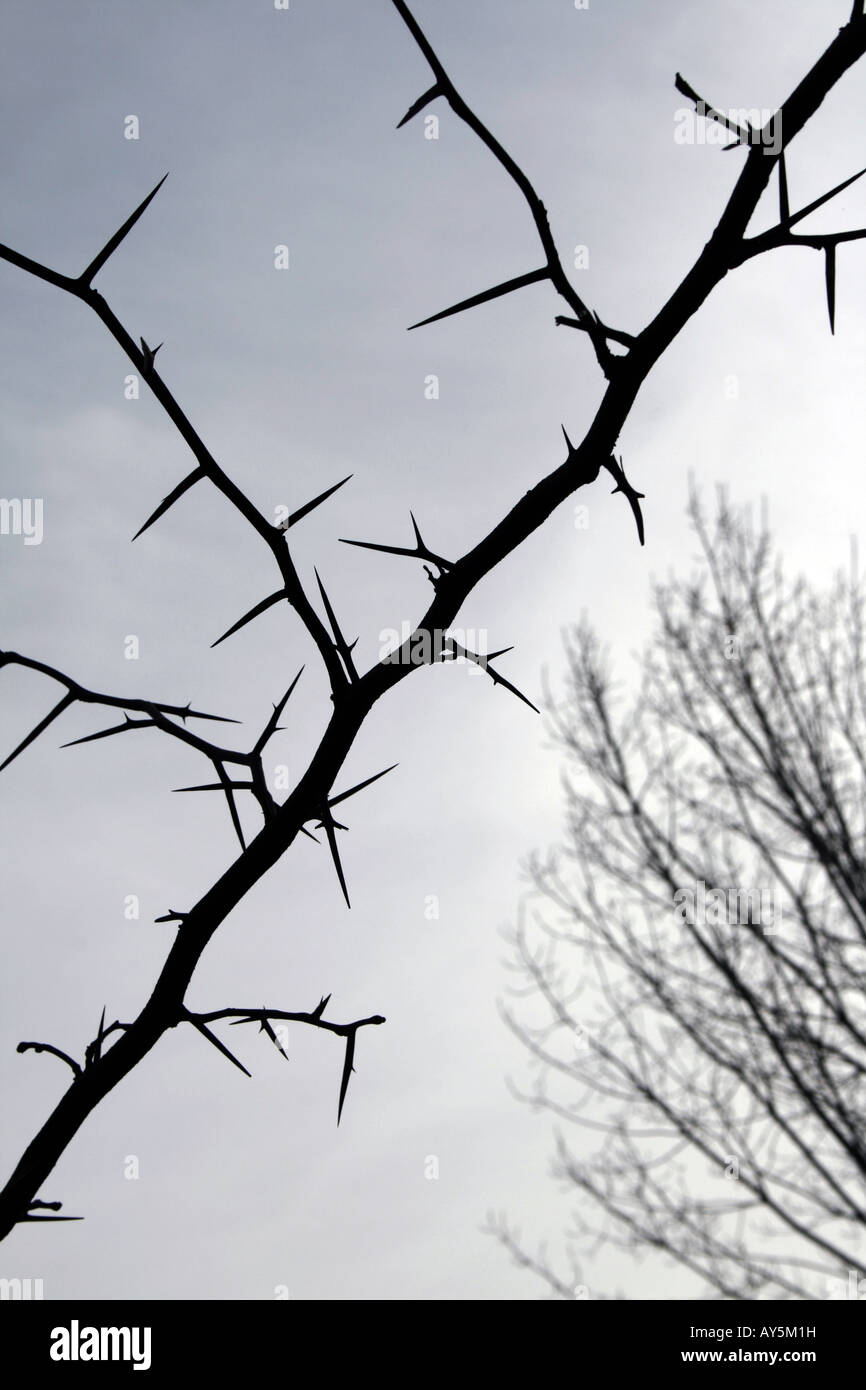 wild thorn tree bush in countryside Stock Photo - Alamy
