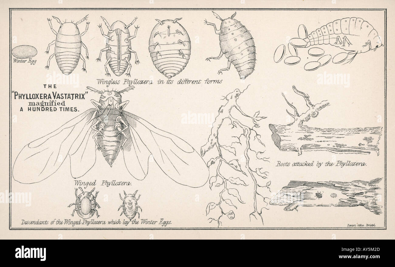 Phylloxera hi-res stock photography and images - Alamy