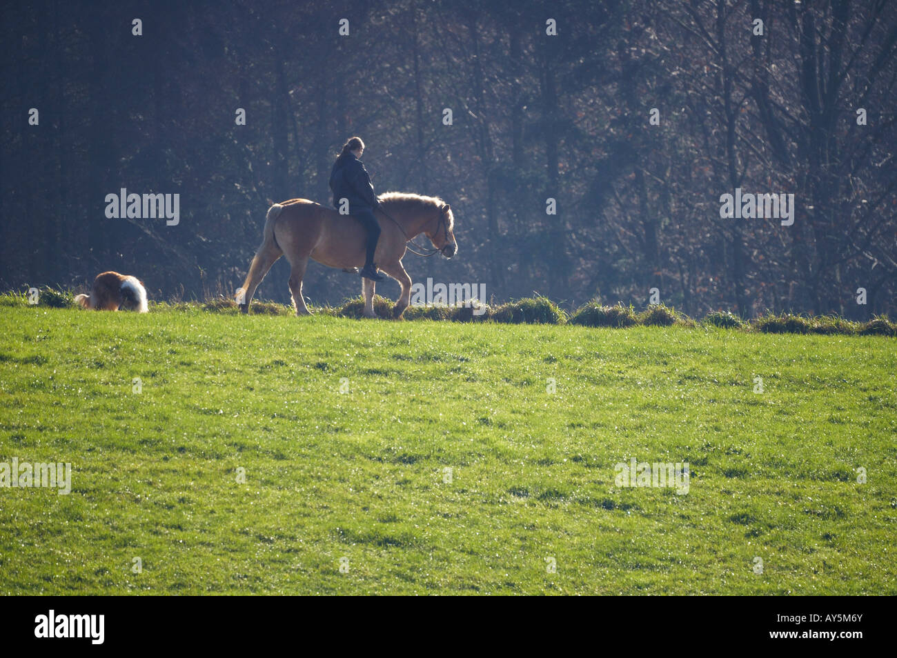 Riding On Horseback Through The Woods High Resolution Stock Photography ...