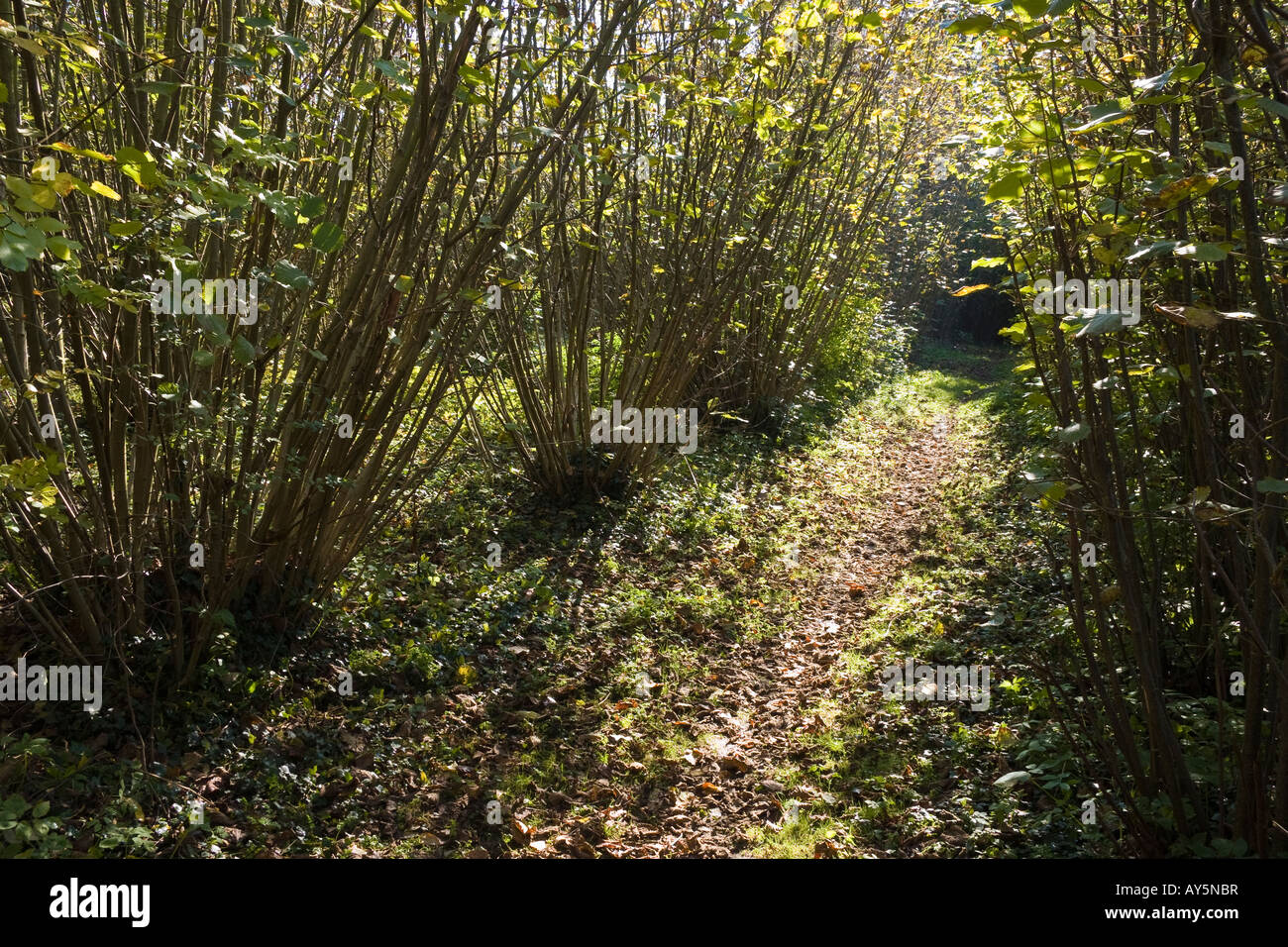 Coppice hazel autumn hi-res stock photography and images - Alamy
