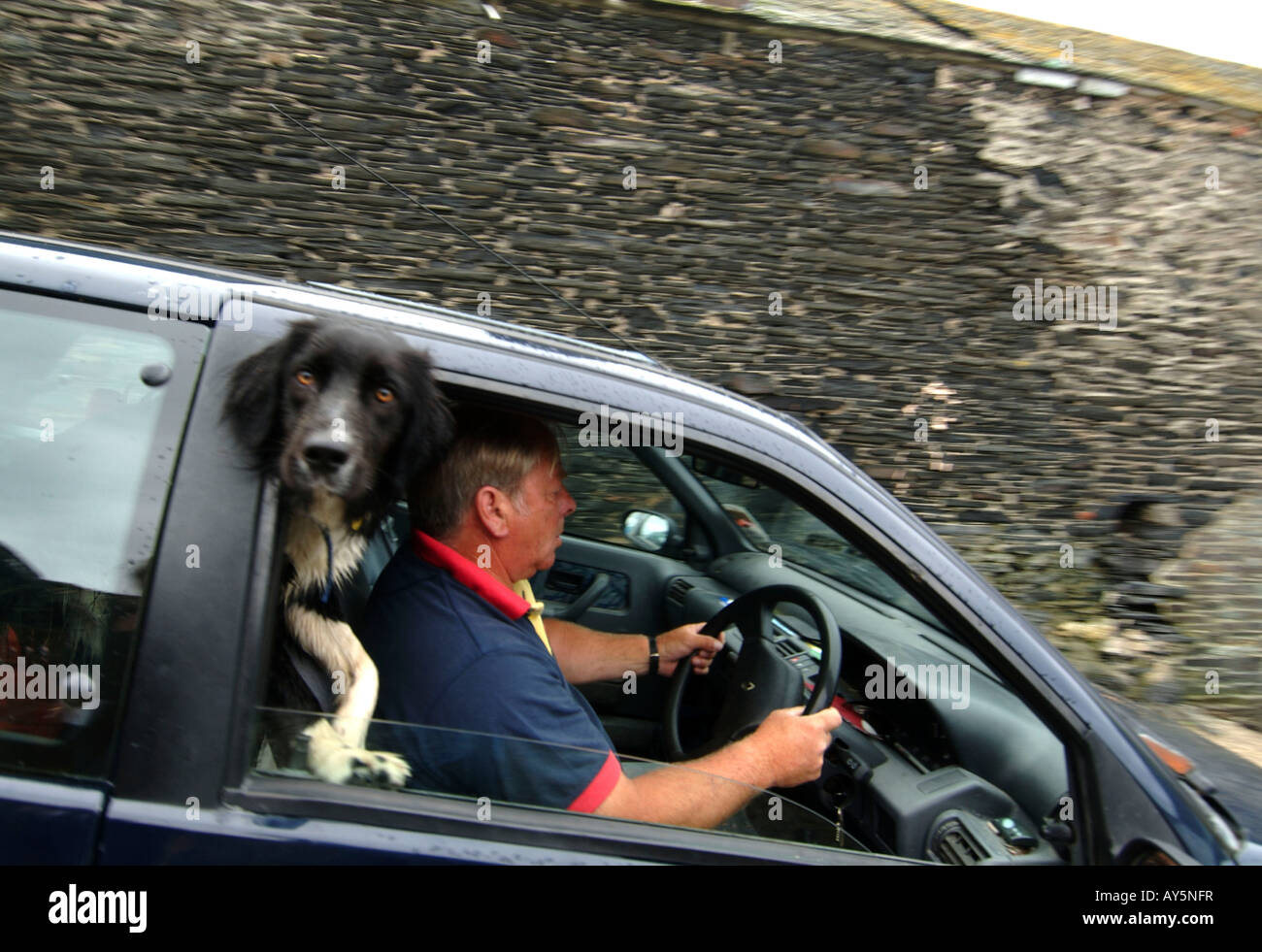 Cornwall dog for a ride Stock Photo - Alamy