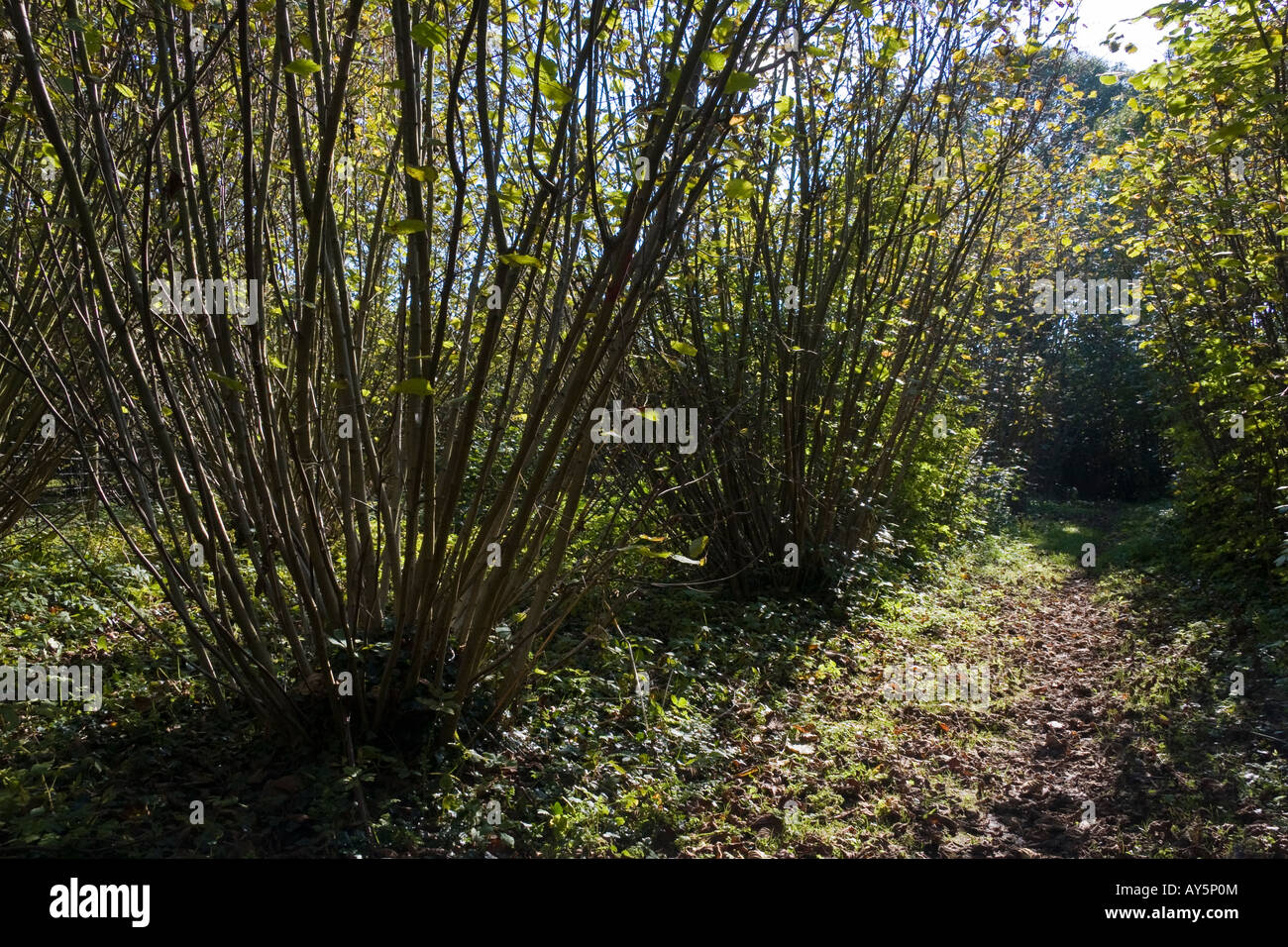 Coppice hazel autumn hi-res stock photography and images - Alamy