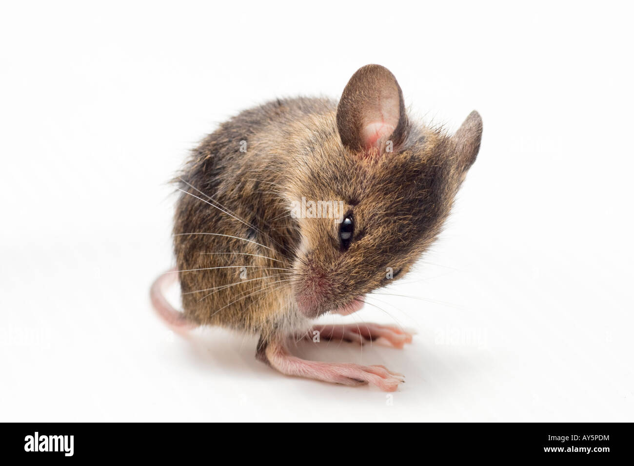 Mouse grooming hi-res stock photography and images - Alamy