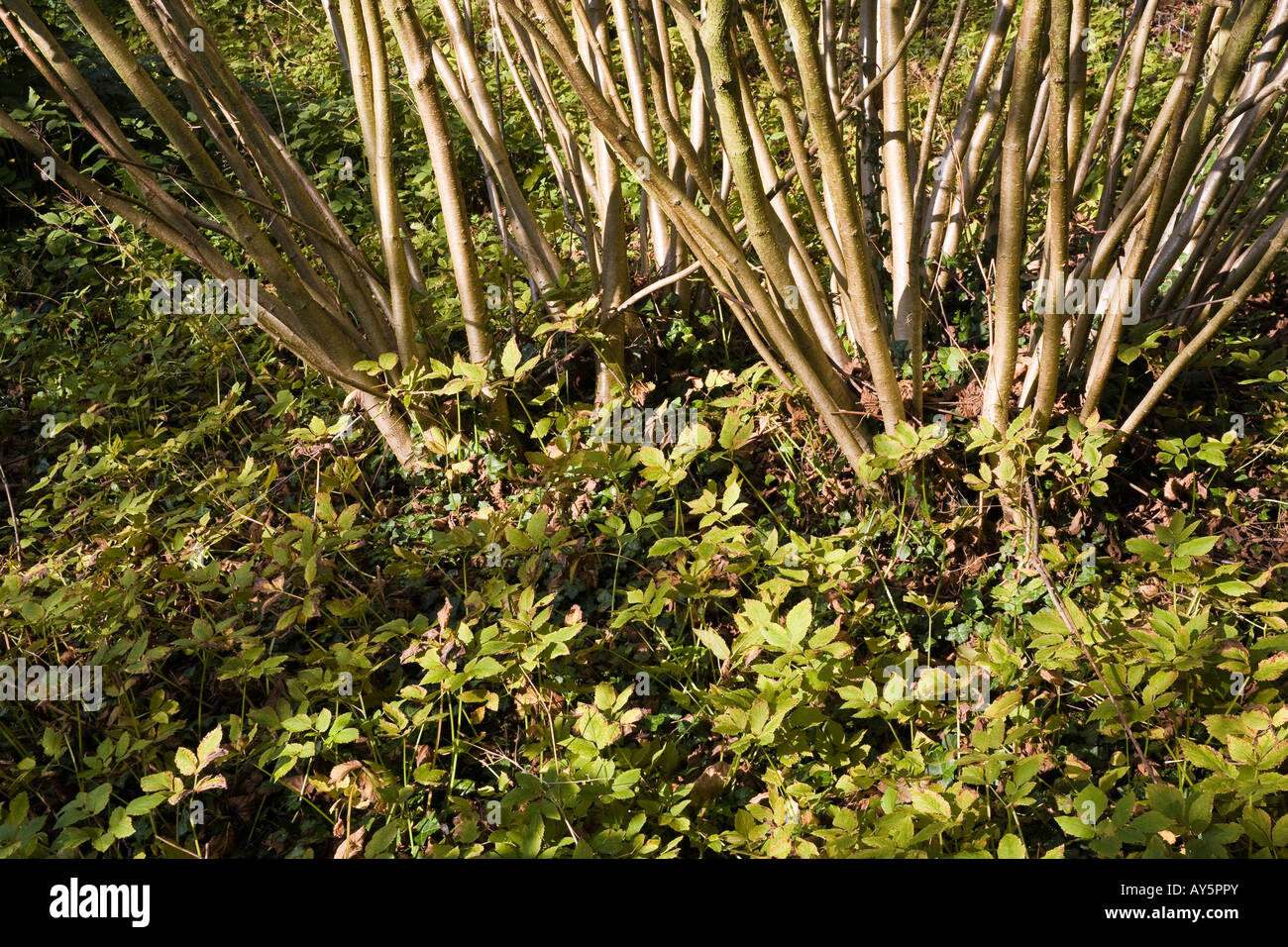 Coppice hazel autumn hi-res stock photography and images - Alamy