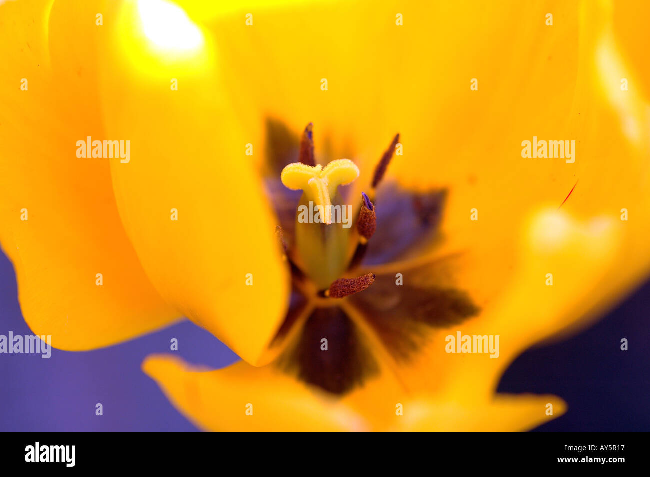 Yellow Tulip with Stamen and Anther Stock Photo - Alamy