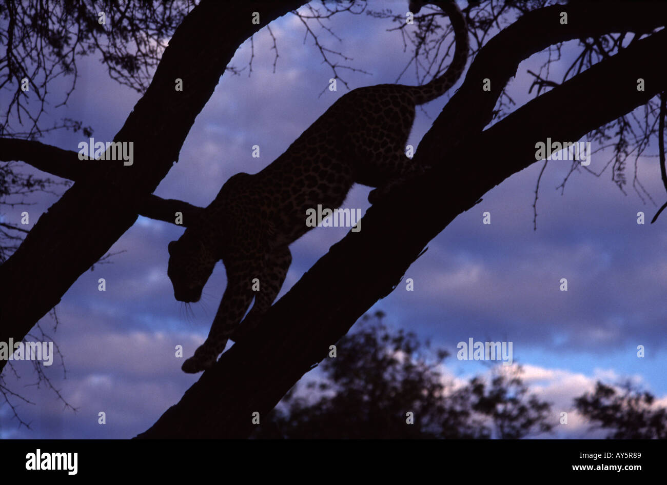 Leopard climbing down from tree Stock Photo - Alamy