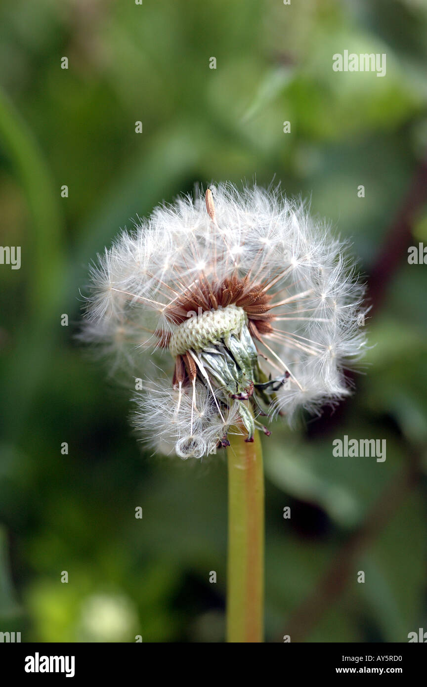 Dandelion Clock with seeds blown away Stock Photo - Alamy
