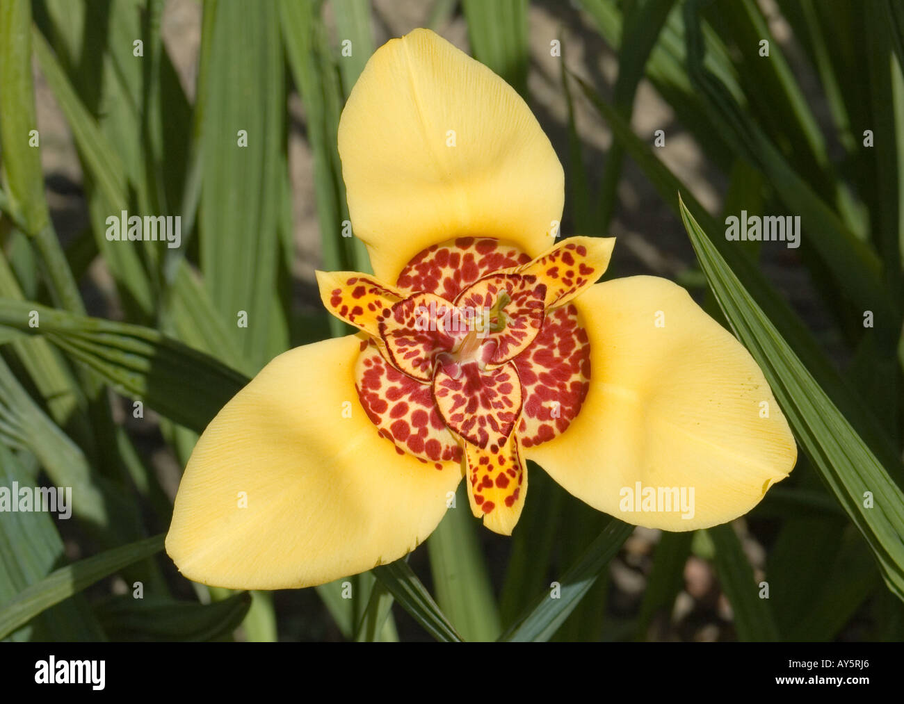 Tiger flower tigridia hi-res stock photography and images - Alamy