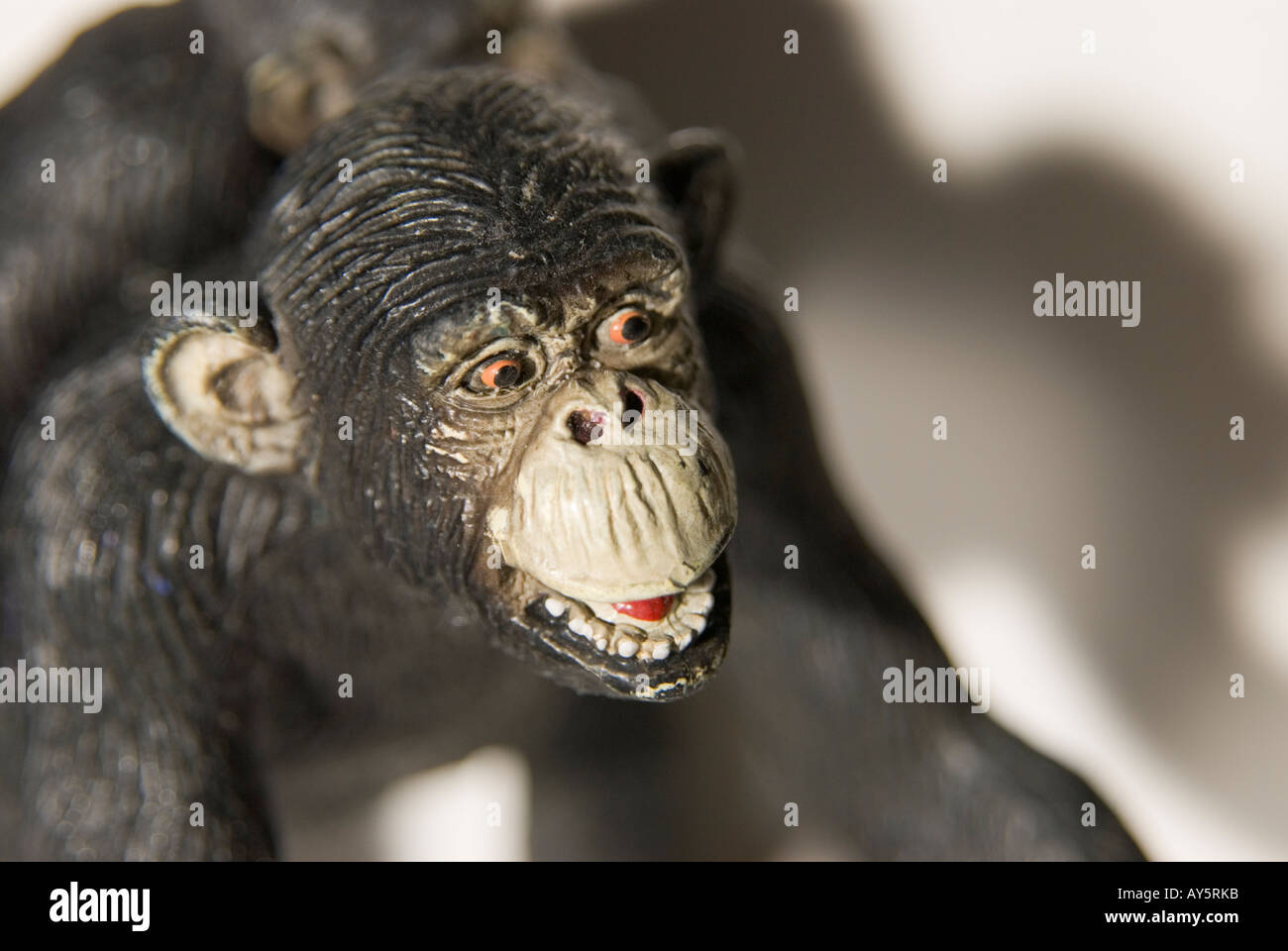 Baby chimp on back hi-res stock photography and images - Alamy